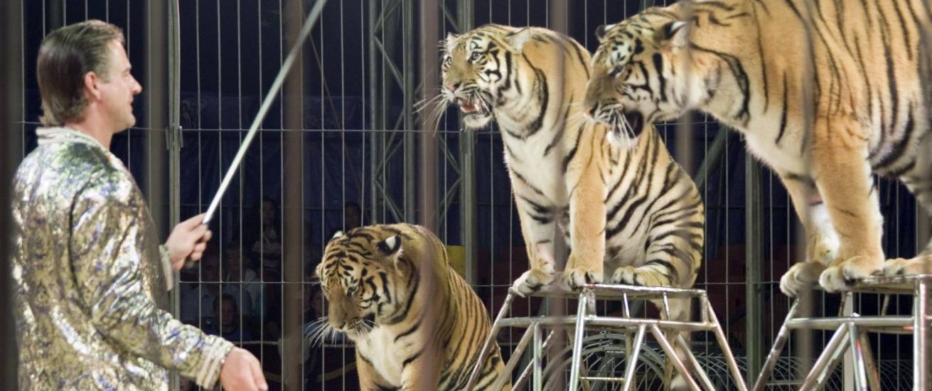 Success! Spanish circus voluntarily stops wild animal performances and ...