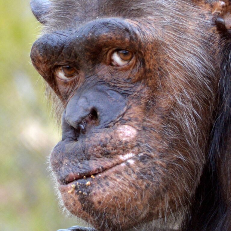 Chimpanzee facts and figures - AAP English