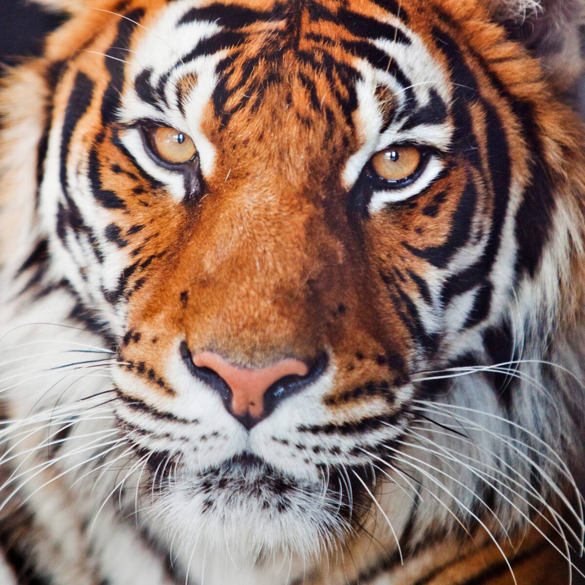 Tiger facts and figures - AAP English