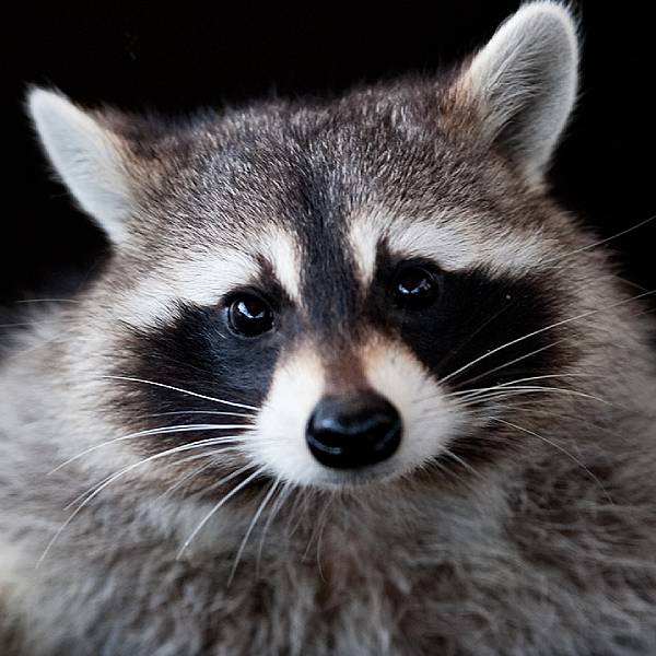 Raccoons facts and figures - AAP English