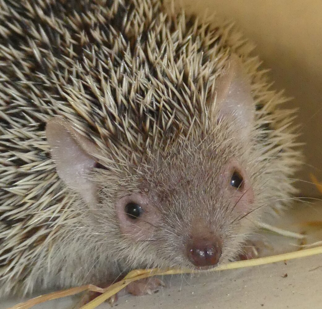 Lesser hedgehog tenrec facts and figures - AAP English