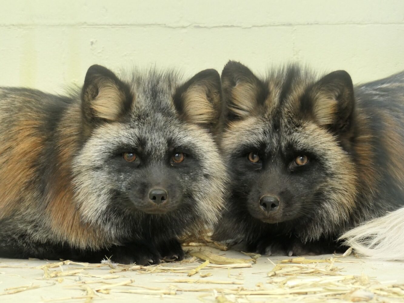 Silver fox facts and figures - AAP English