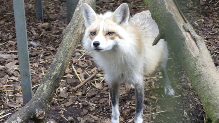 Silver Foxes facts and figures - AAP English