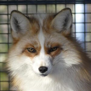 Silver fox facts and figures - AAP English