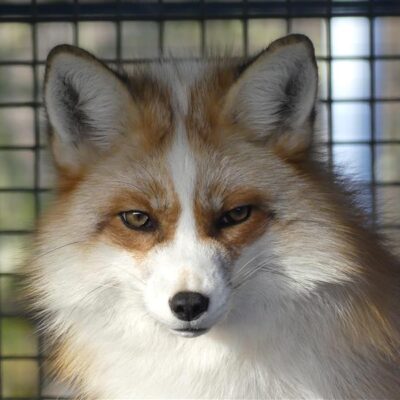 Silver fox facts and figures - AAP English