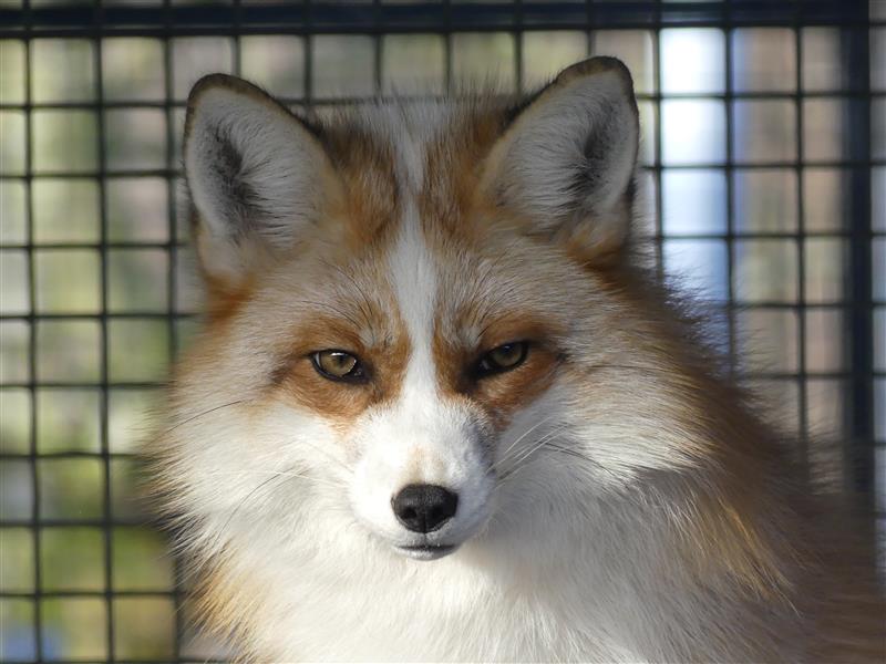 Silver Foxes facts and figures - AAP English